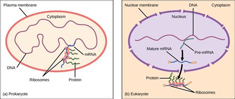 Chapter 17 Regulation Of Gene Expression Introduction To Molecular