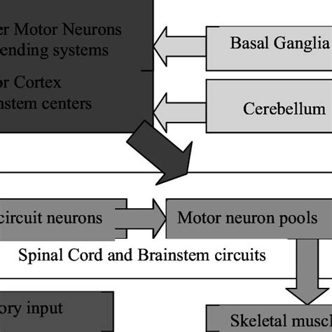 Schematic Figure Of Structures Involved In Motor Control Adapted From Download Scientific