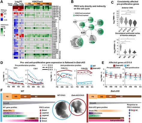Layered Cell Control By Prc2 A Cell Cycle Gene Response To Prc2