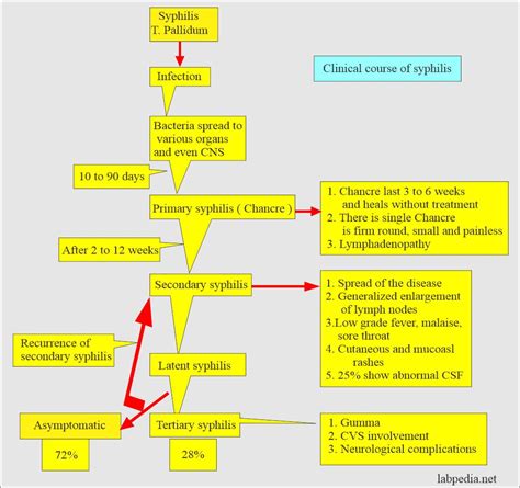 Syphilis Stages Diagram