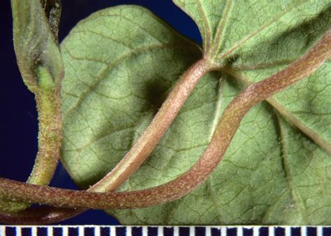 Ipomoea Lacunosa Convolvulaceae