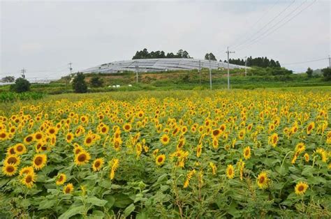 菊池市 森北ひろふみ農園のヒマワリ畑は見頃旭志K Kファーム岩根のヒマワリ畑も咲き始めました2023年速報4 熊本の花所