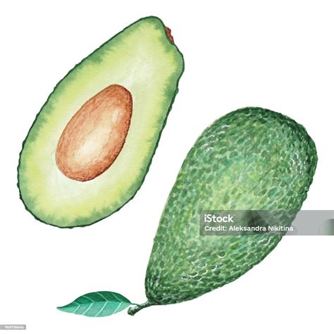 잘 익은 맛 있는 아보카도 단면 보기 수채화 그림입니다 손그린 과일 0명에 대한 스톡 벡터 아트 및 기타 이미지 0명 건강한 생활방식 건강한 식생활 Istock