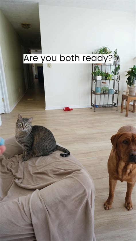 Ruby The Labrador Rubythelabrador • Instagram Photos And Videos