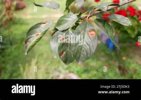 Spots On The Leaves Plant Diseases Spoiled Leaves Sick Tree Disease Spots On The Tree Stock