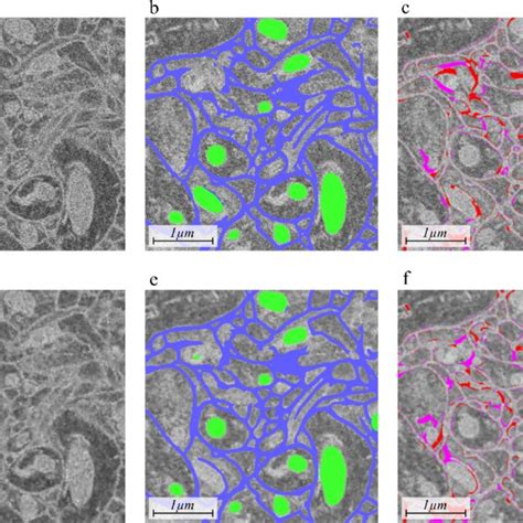 results of the segmentation procedure on sparse images the left column