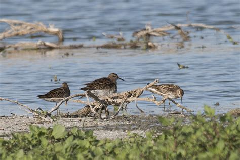 尖尾滨鹬 Calidris Acuminata 新疆鸟类