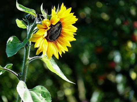10 000 Sunflower Images And Pictures [hd] Pixabay