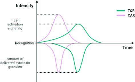 Kinetics Of T Cell Activation Signaling And Cytotoxicity Cars Activate Download Scientific