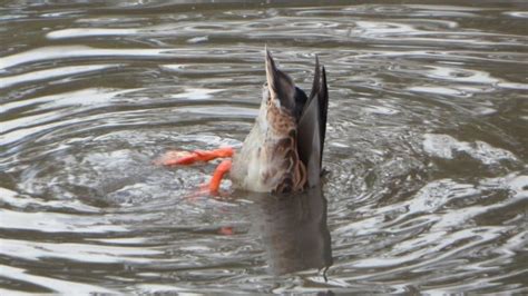 Ducktail Infostealer Casts Its Fowl Malware Campaign At Facebook Users Hothardware