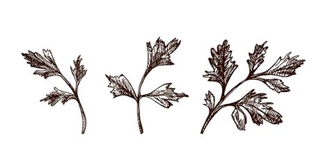 손으로 그린 빈티지 스케치 세 개의 파슬리 허브 분기 조각 스타일 고립 된 벡터 일러스트 레이 션 개체 그룹에 대한 스톡 벡터 아트 및 기타 이미지 Istock