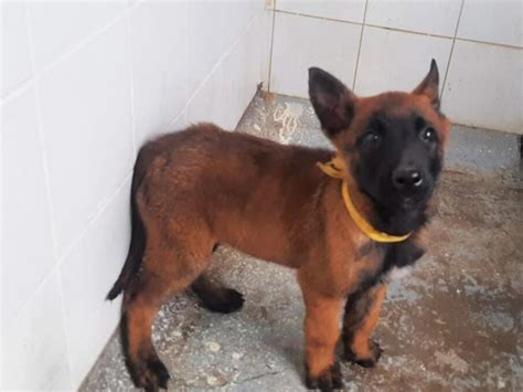 As Avanza La B Squeda Del Perro Wilson Fuerzas Militares Pierden La Esperanza De Hallarlo Con