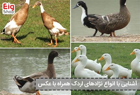 آشنایی با انواع نژادهای اردک همراه با عکس
