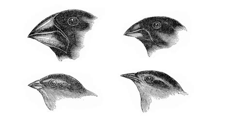 Yale Professor “the Origin Of Species Is Exactly What Darwin Cannot Explain ” Answers In Genesis