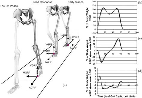 A Left Limb Stance Phase With Three Components Of Induced Grf Download Scientific Diagram