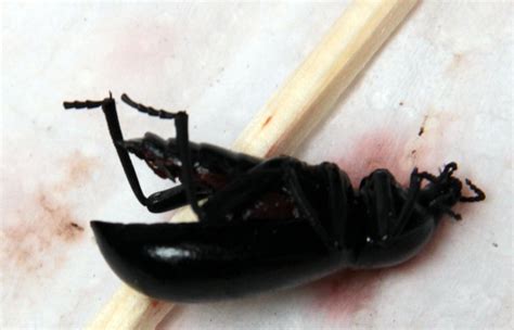 Clockwork Beetle 6 Steps With Pictures Instructables