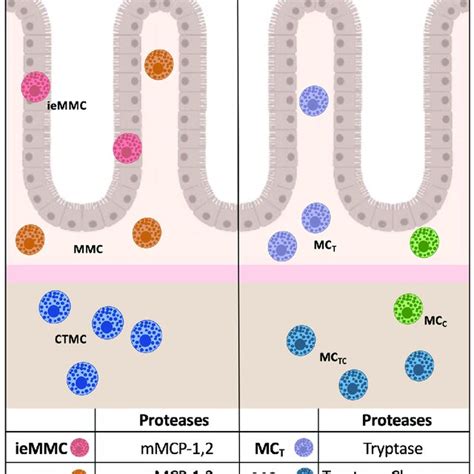 Mast Cell Subsets In Murine And Human Gut Mast Cell Subsets Identified