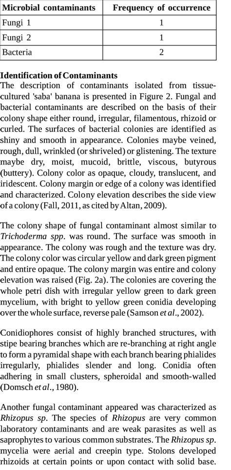 A A Conidiophore And Conidia Of Trichoderma Spp 100x B