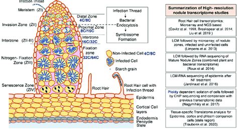 1 Diagrammatic Representation Of The Mature Indeterminate Medicago