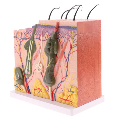 150 피부 조직 모델 해부학 피하 모델 해부학 과학 생물학 용품 피부 구조 모델 학습 및 교육