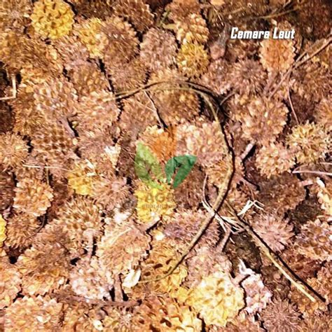 Jual Biji Cemara Laut Siap Semai Agro Bibit Id