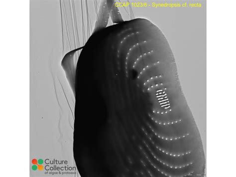 Synedropsis Cf Recta