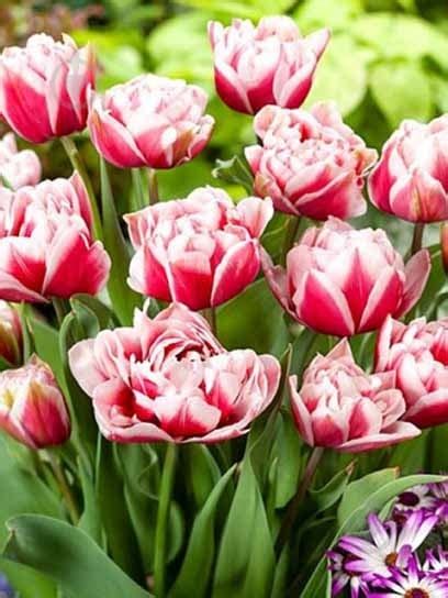 ᐉ Луковица тюльпана махрового позднего Шанделер 3 шт • Купить в Киеве Украине • Лучшая цена в