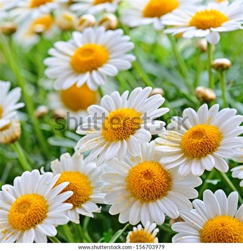 2 834 En La Categoría «chamomile Sprouts De Fotos E Imágenes De Stock Libres De Regalías