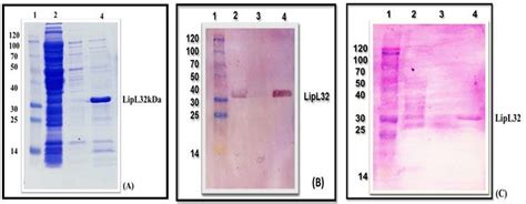 Protein Expression And Western Blot Analysis Of Purified Recombinant
