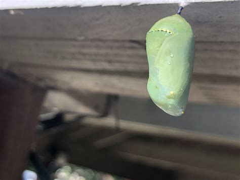Pupa Butterfly Nature Free Photo On Pixabay Pixabay