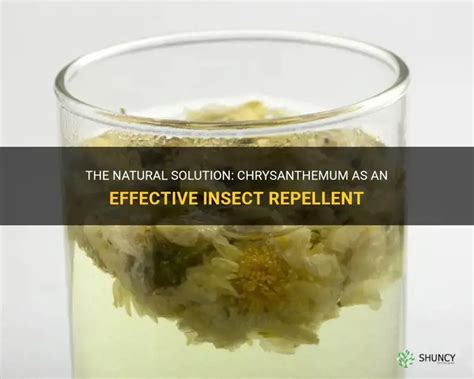 The Natural Solution Chrysanthemum As An Effective Insect Repellent Shuncy