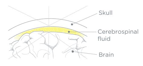 Vad är Mips och varför behöver man det som cyklist Happyride se