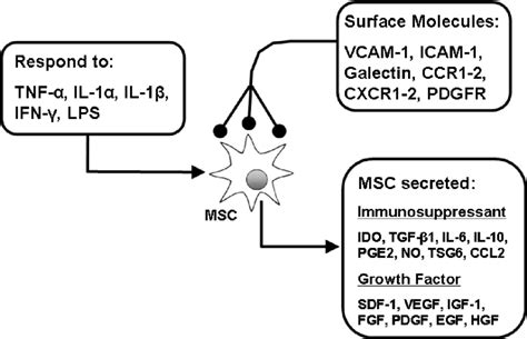 Immunomodulatory Position Of Msc In Terms Of Immune System Signalling
