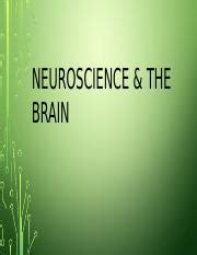 Neuroscience And The Brain Pptx NEUROSCIENCE THE BRAIN NEUROIMAGING NEUROIMAGING Structural