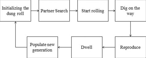 life cycle of a roller dung beetle download scientific diagram