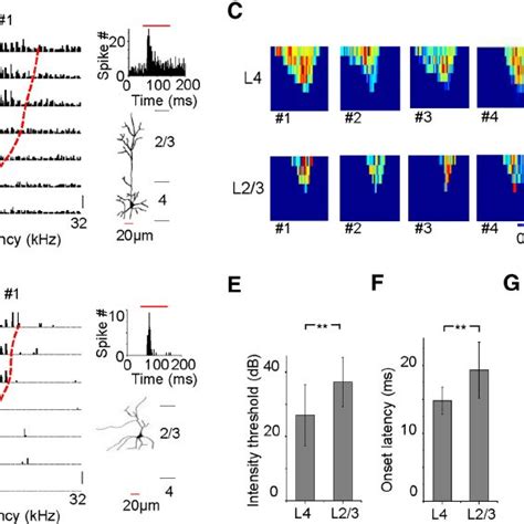 Local Circuit Excitatory Spiny Cell Targets Of Pyramidal And Spiny Download Scientific Diagram