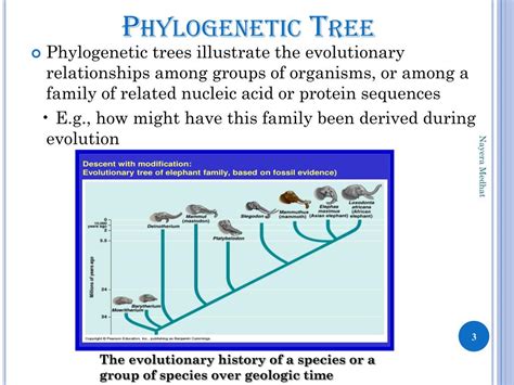 PPT Phylogenetic Tree PowerPoint Presentation Free Download ID