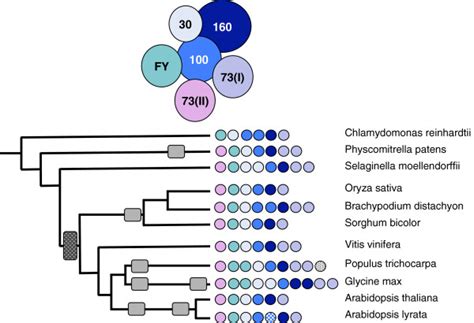 complement of genes encoding cpsf subunits in the plant lineage the