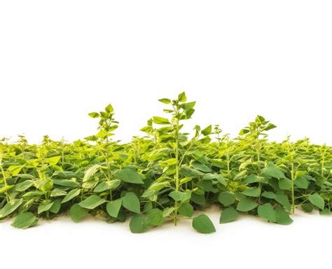 Premium Ai Image Soybean Farm Field Isolated