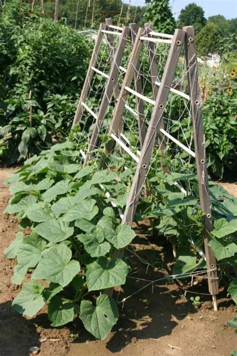 14 Diy Cucumber Trellis Designs For Efficient Gardening 14 Diy Cucumber Trellis Designs For Efficient Gardening