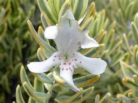 Phil Bendle Collectionwestringia Fruticosa Morning Light Citscihub