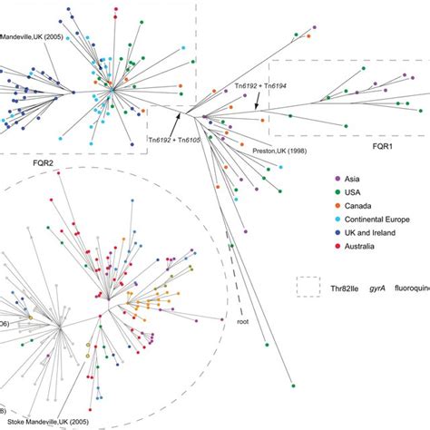 Phylogeny Of C Difficile 027binap1 Based On Core Genome Snps A Phylogeny Of C Difficile 027binap1 Based On Core Genome Snps A