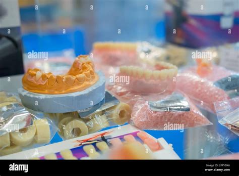 Plastic Anatomical Human Jaws Demonstration Models For Education Stock