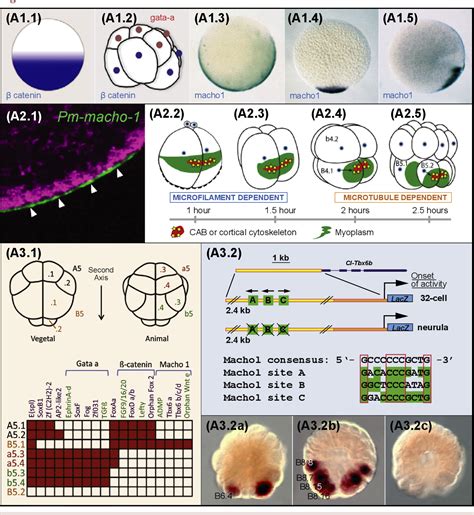 Figure 3 1 From Global Aspects Of A P Spatial Regulatory Patterning In The Syncytial