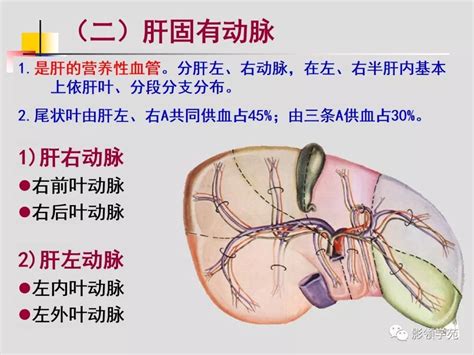 肝脏的血管解剖