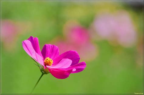 コスモス 秋桜 GANREF