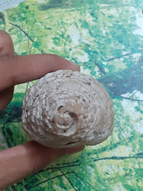 A Fossilized Conch Shell Fossil Id The Fossil Forum
