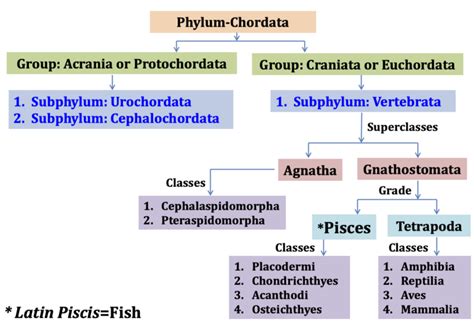 Chordates Biology Notes Online