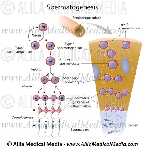 Spermatogenesis Diagram