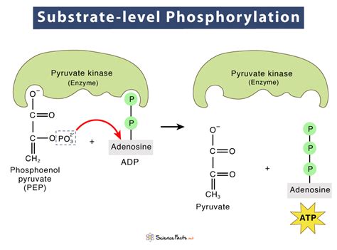 Substrate Level Phosphorylation Definition Example And Importance